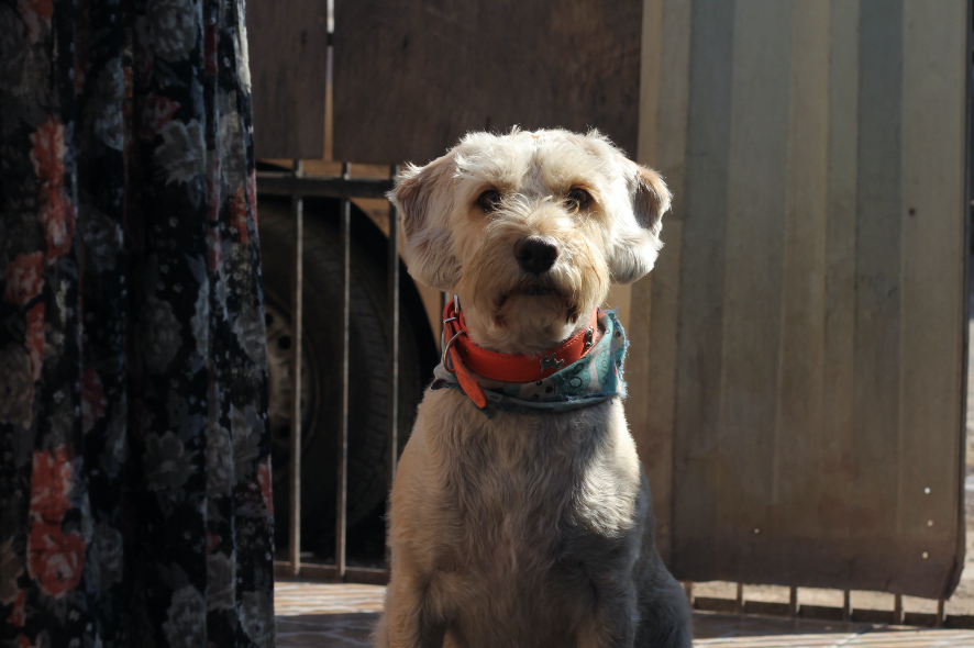 Gaspar - Fundación Huella Animal