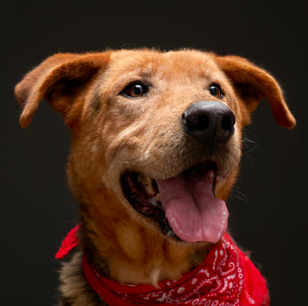 Adopción - Fundación Huella Animal